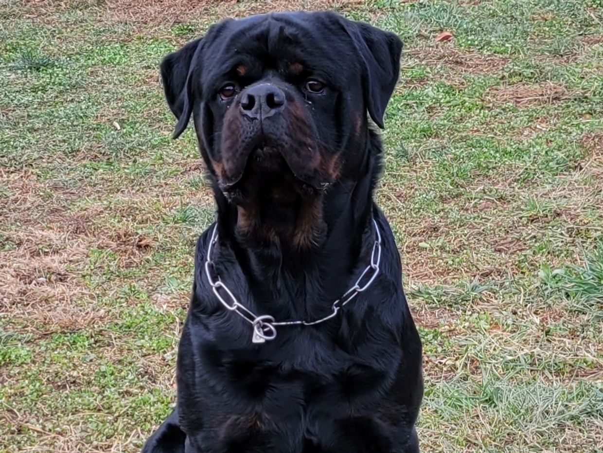 Ch. Tor vom Hause Drobny